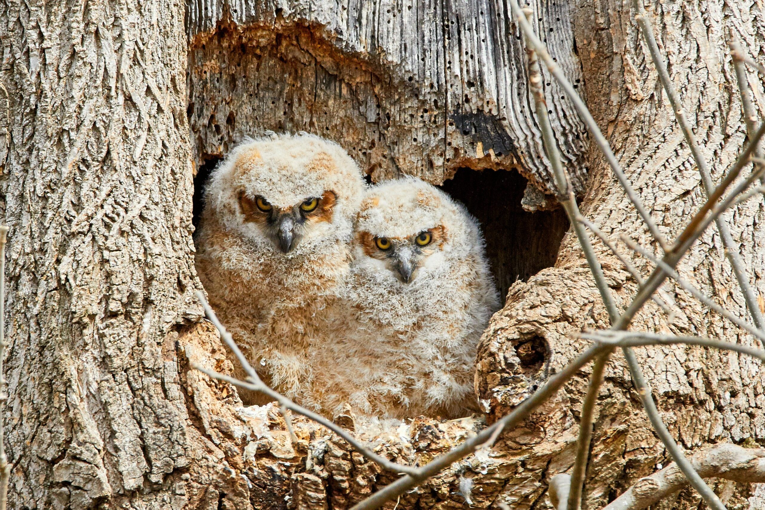 Winter Breeding Season Brings Moonlight Owl Prowl to Kennekuk County ...